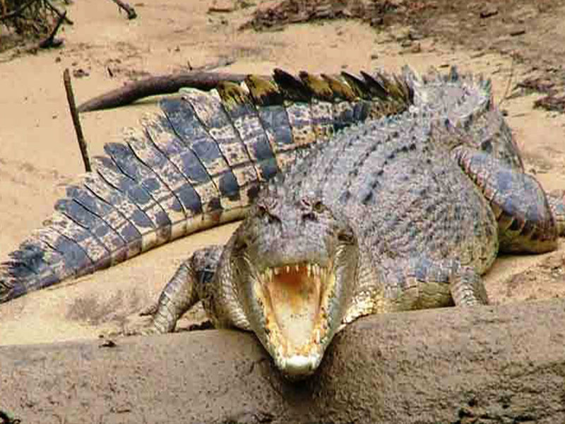 Cape Tribulation Adventure Tour | Happy Travels